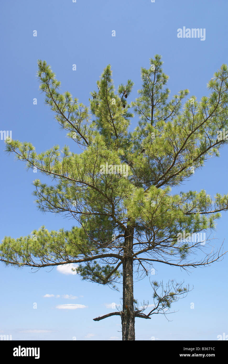 Pine clump hi-res stock photography and images - Alamy