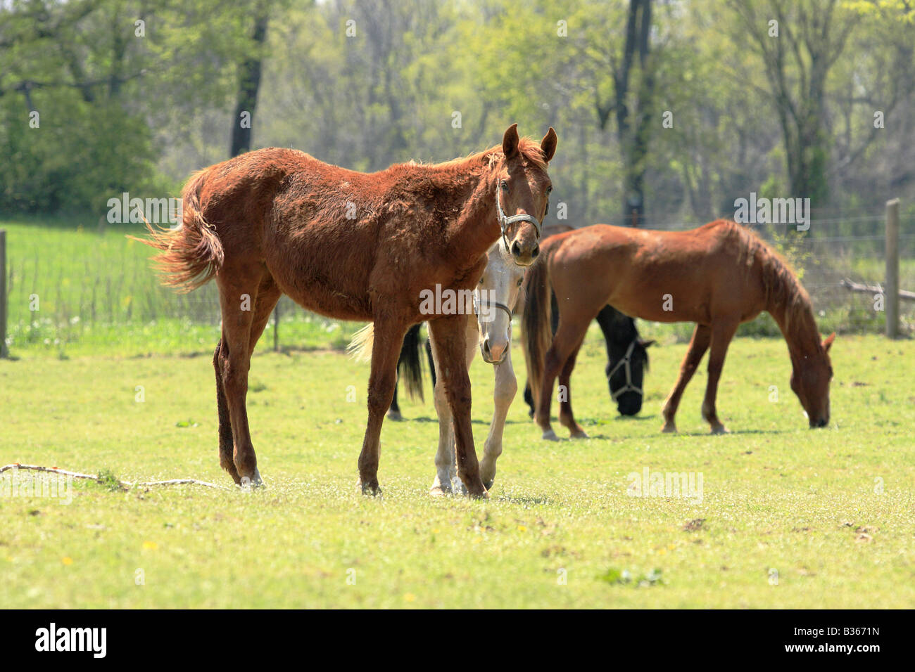 Horses in field Stock Photo - Alamy