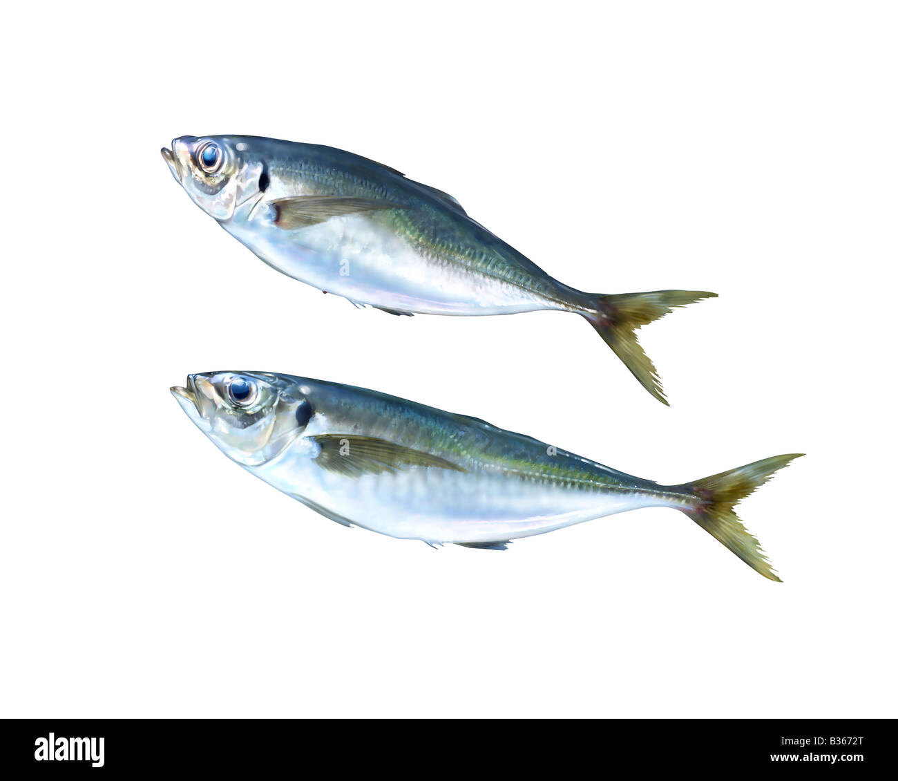 Mackerel illustration Cut Out Stock Images & Pictures - Alamy