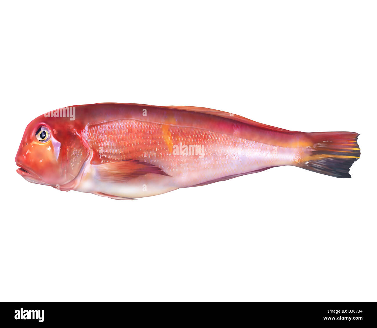 Tilefish hi-res stock photography and images - Alamy