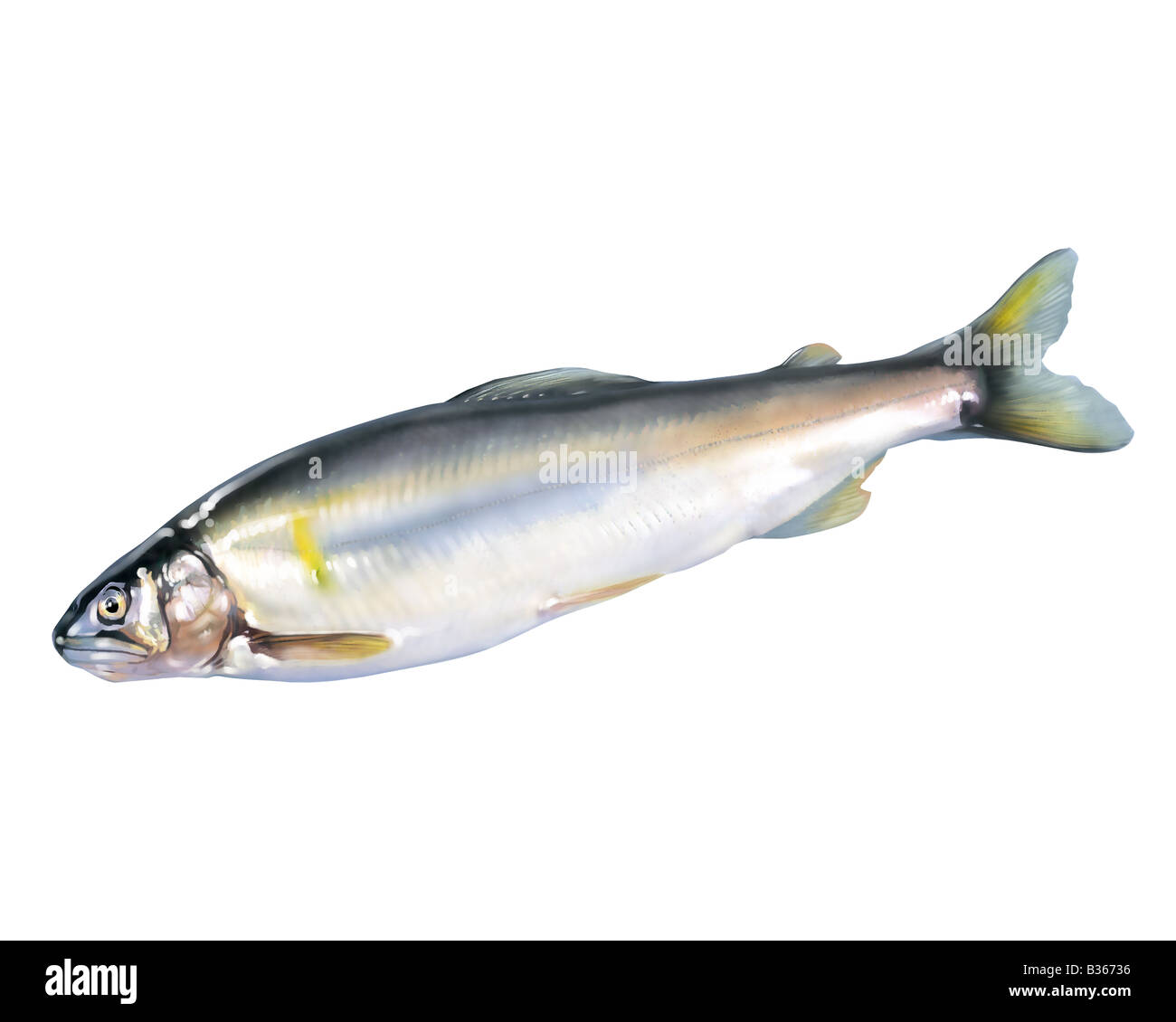 Japanese sweetfish hi-res stock photography and images - Alamy