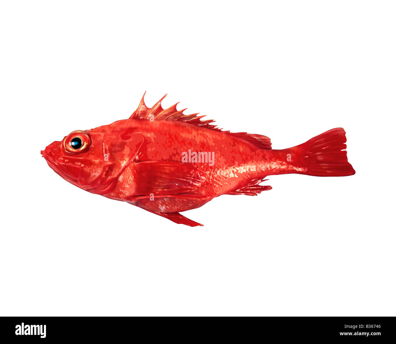 Kinki fish Cut Out Stock Images & Pictures - Alamy