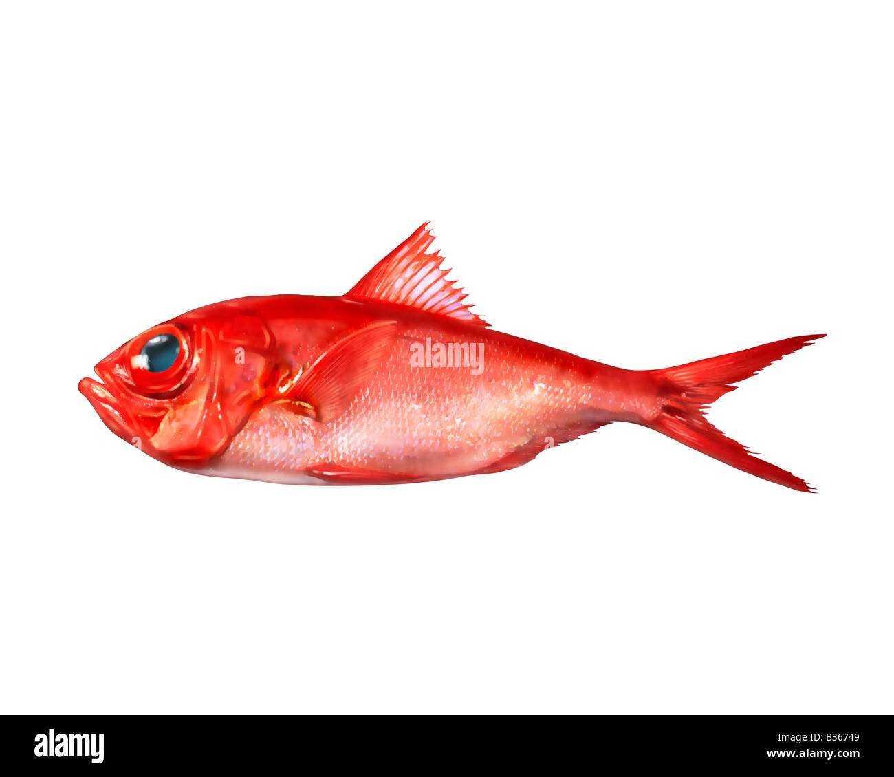 Alfonsino fish Cut Out Stock Images & Pictures - Alamy