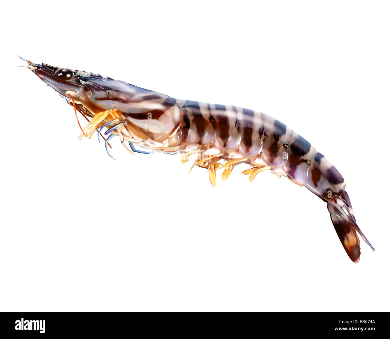 Prawn image Cut Out Stock Images & Pictures - Alamy
