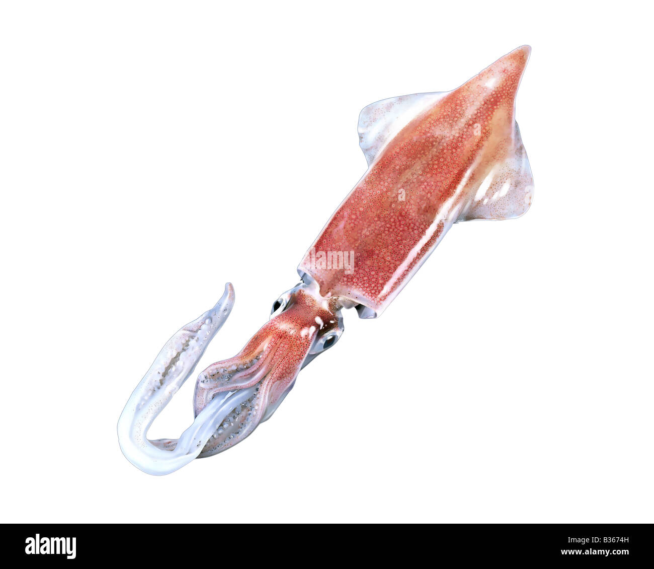 Squid illustration hi-res stock photography and images - Alamy