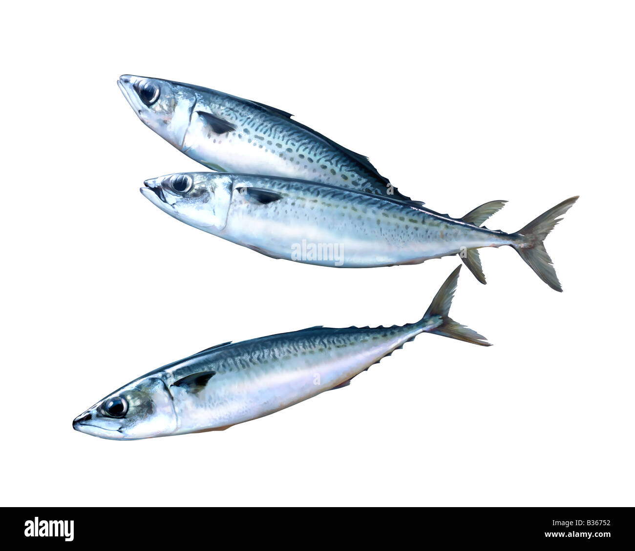 Mackerel illustration Cut Out Stock Images & Pictures - Alamy