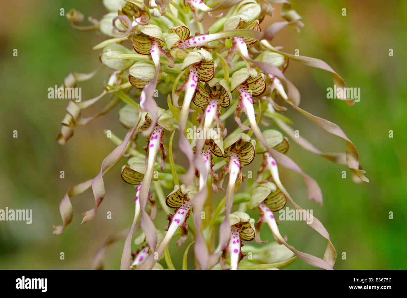 Lizard Orchid, Himantoglossum hircinum, European Orchid Stock Photo - Alamy