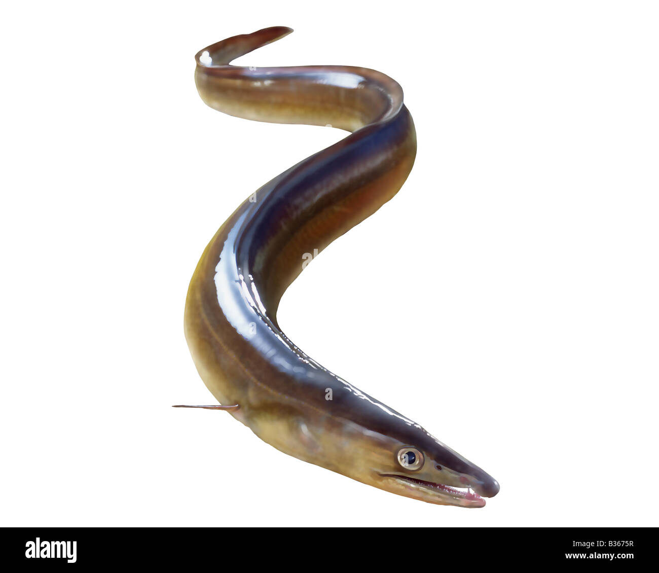 Conger eel Cut Out Stock Images & Pictures - Alamy