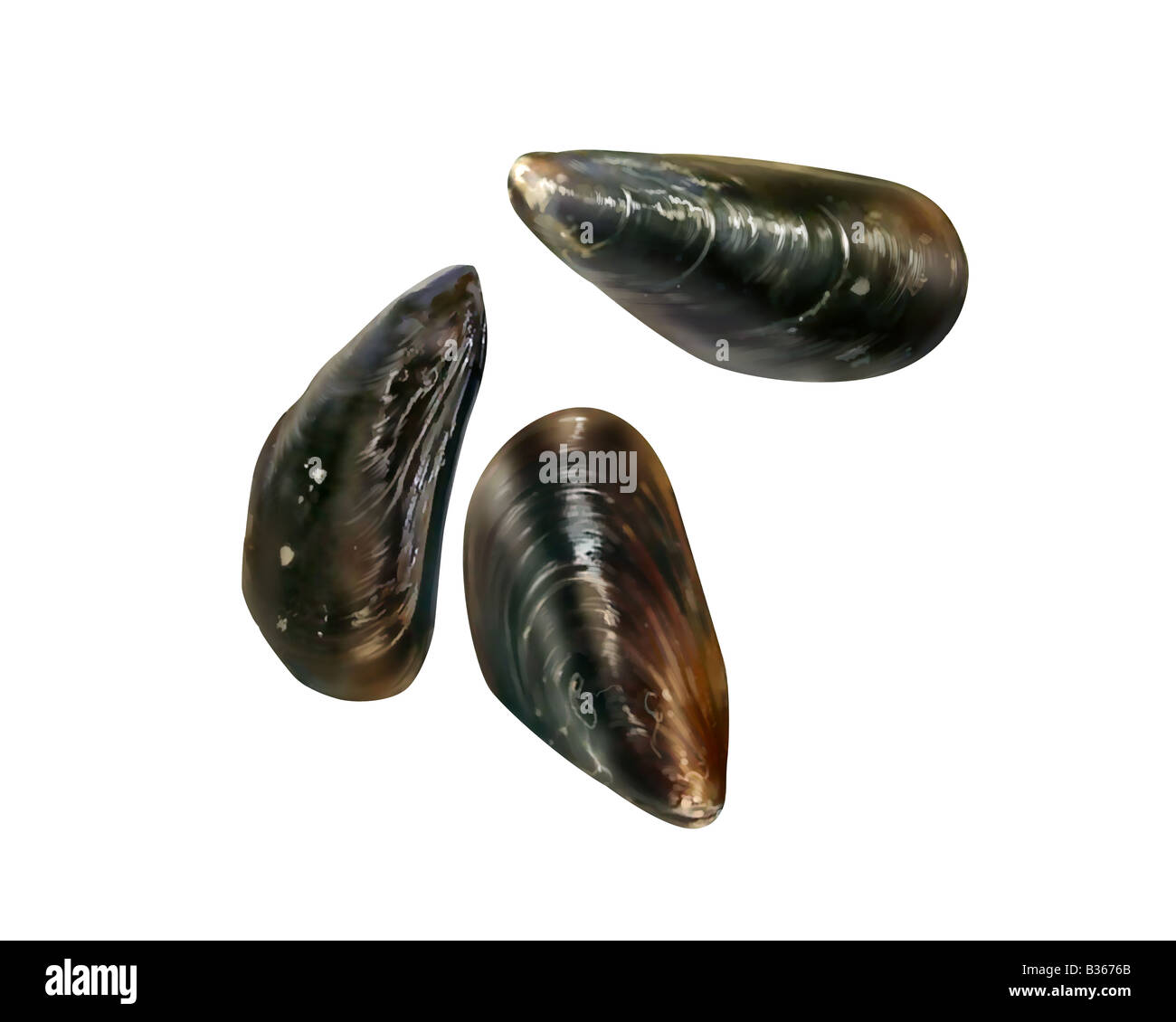 Mussel illustration hi-res stock photography and images - Alamy