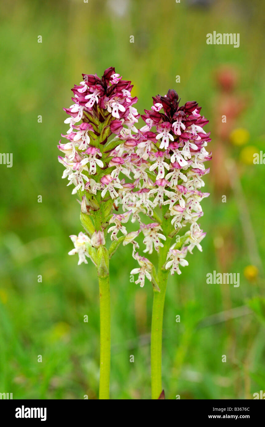 Burnt Orchid, Orchis ustulata, terrestrial orchid Stock Photo - Alamy