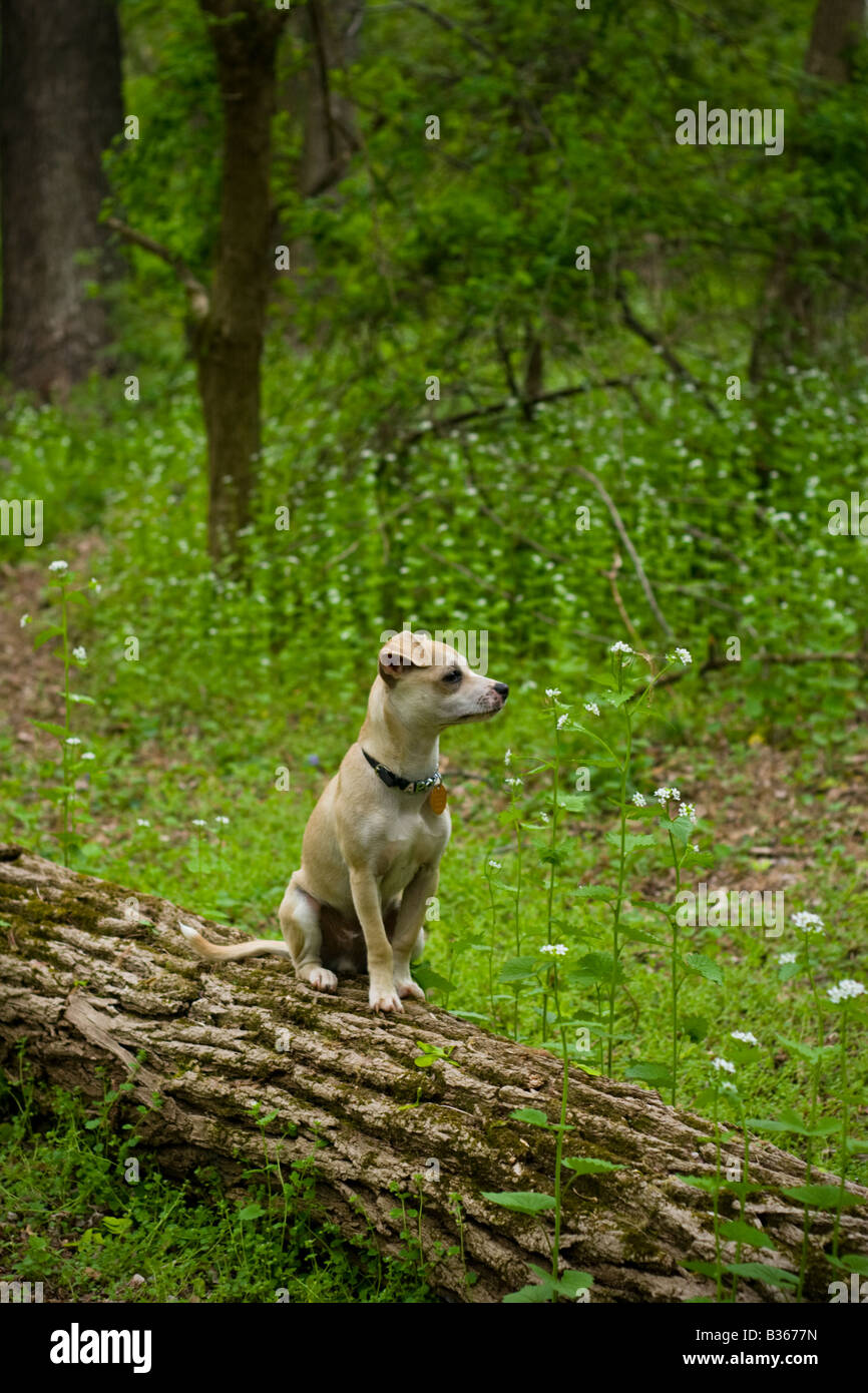 Dog sitting on a tree trunk in the woods. Chihuahua mix Stock Photo - Alamy