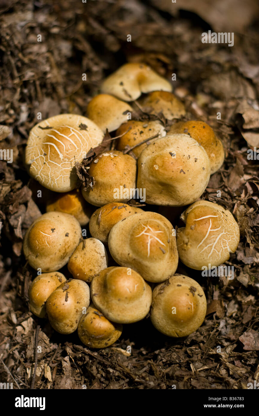 Cluster of fungi hi-res stock photography and images - Alamy