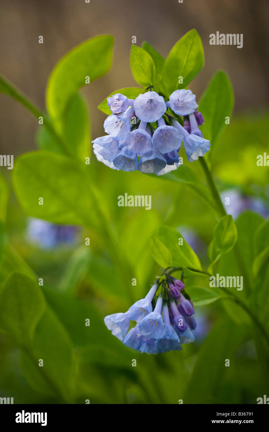Wildflower Virginia Bluebell (Mertensia virginica) in Chester County ...