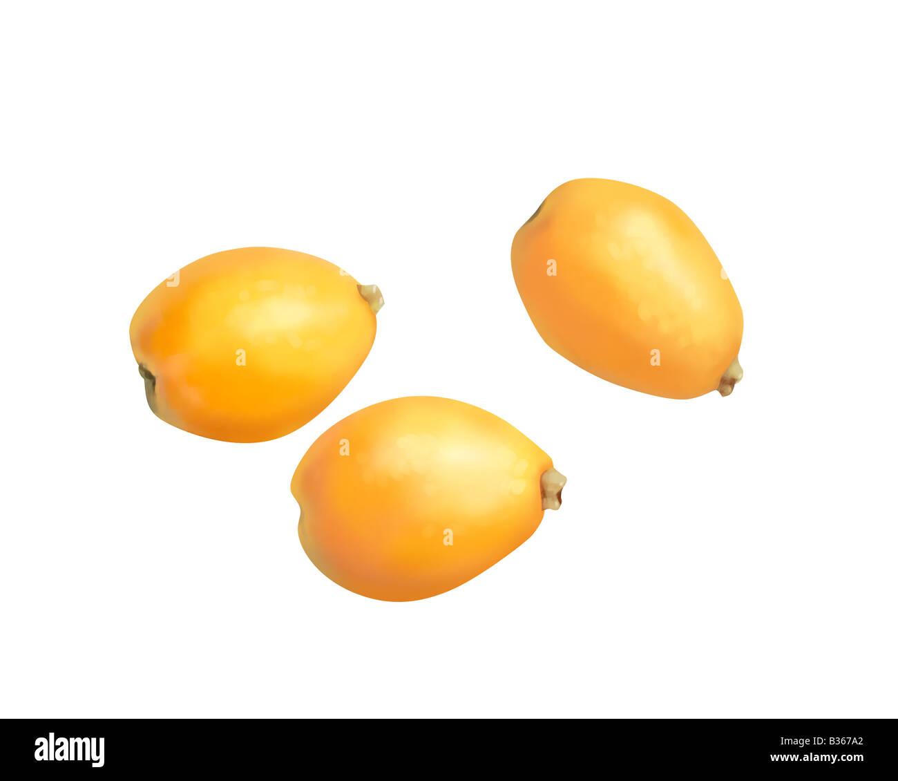 Loquat illustration hi-res stock photography and images - Alamy