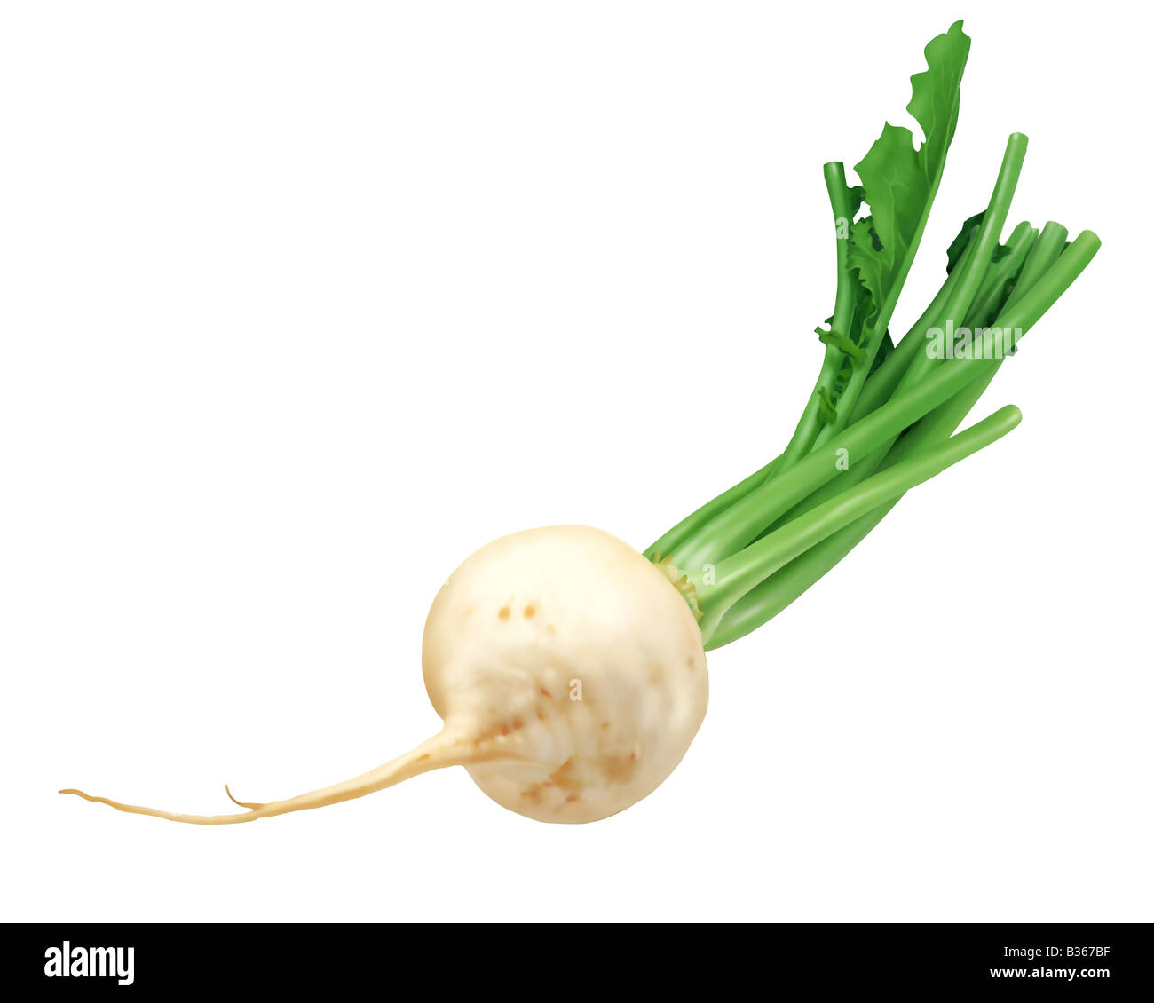Turnip illustration hi-res stock photography and images - Alamy