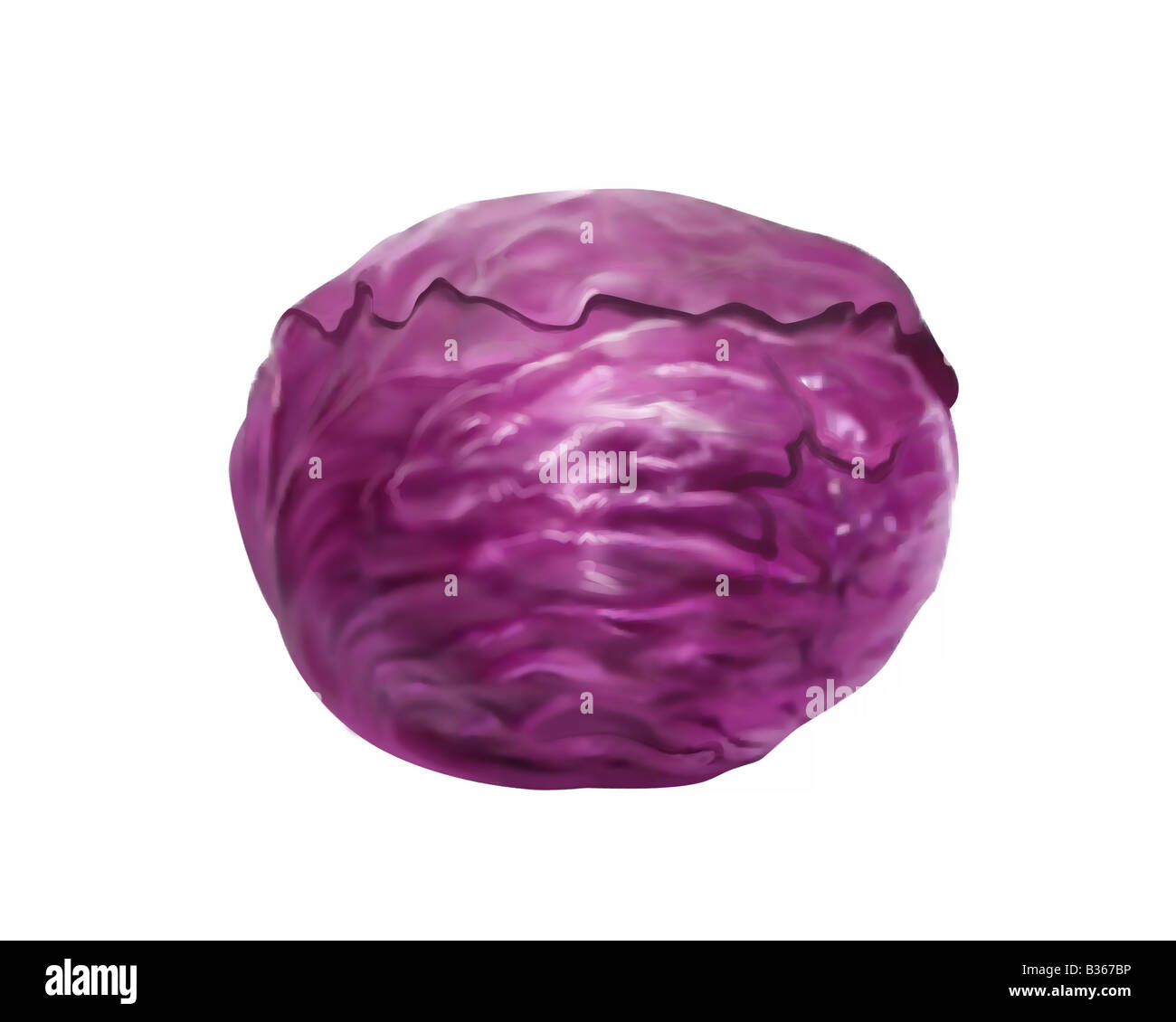 Cabbage illustration Cut Out Stock Images & Pictures - Alamy