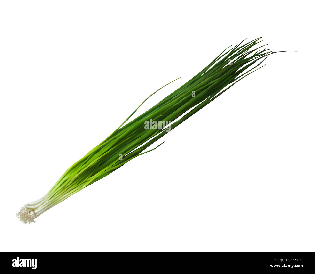 Leek onion Cut Out Stock Images & Pictures - Alamy