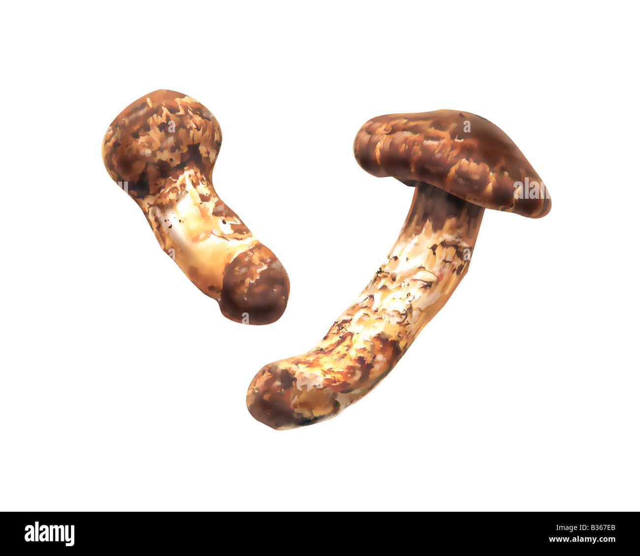White matsutake hi-res stock photography and images - Alamy