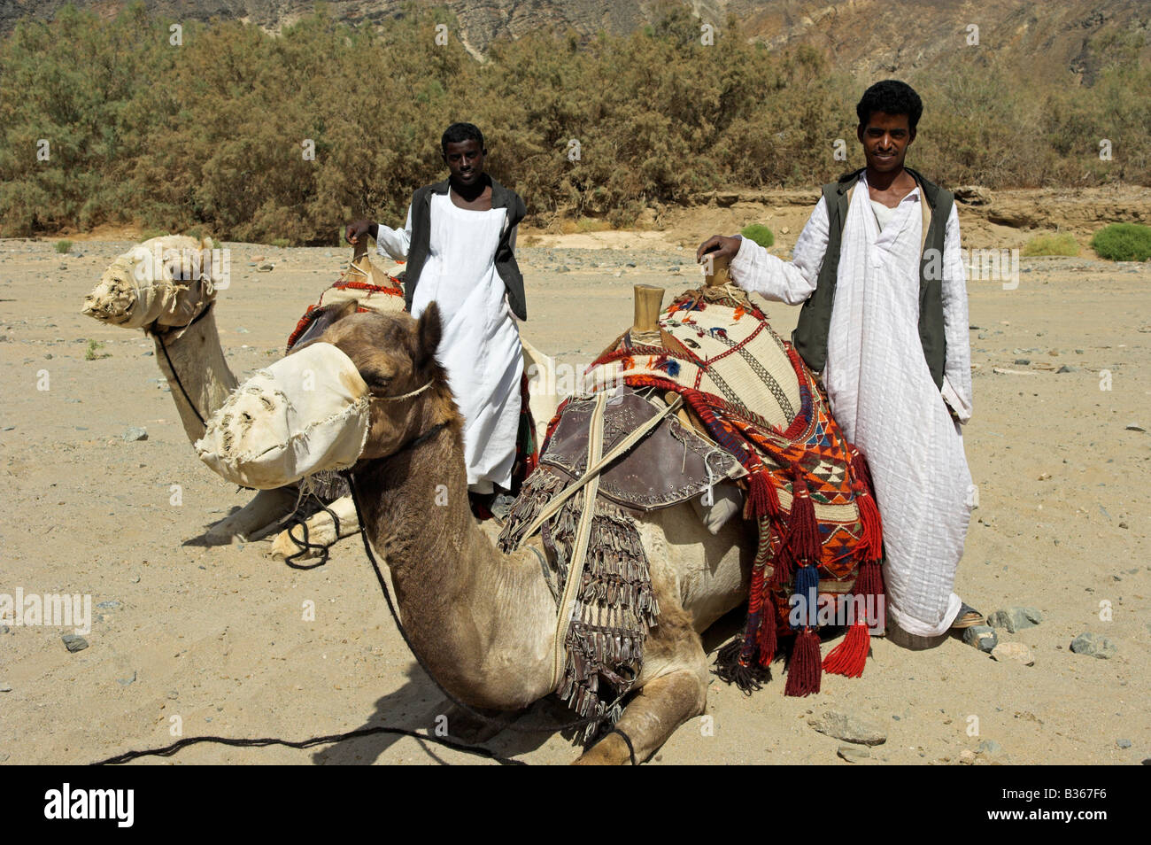 Bisharin and Ababda tribesman with 2 musseled camels in the desert ...