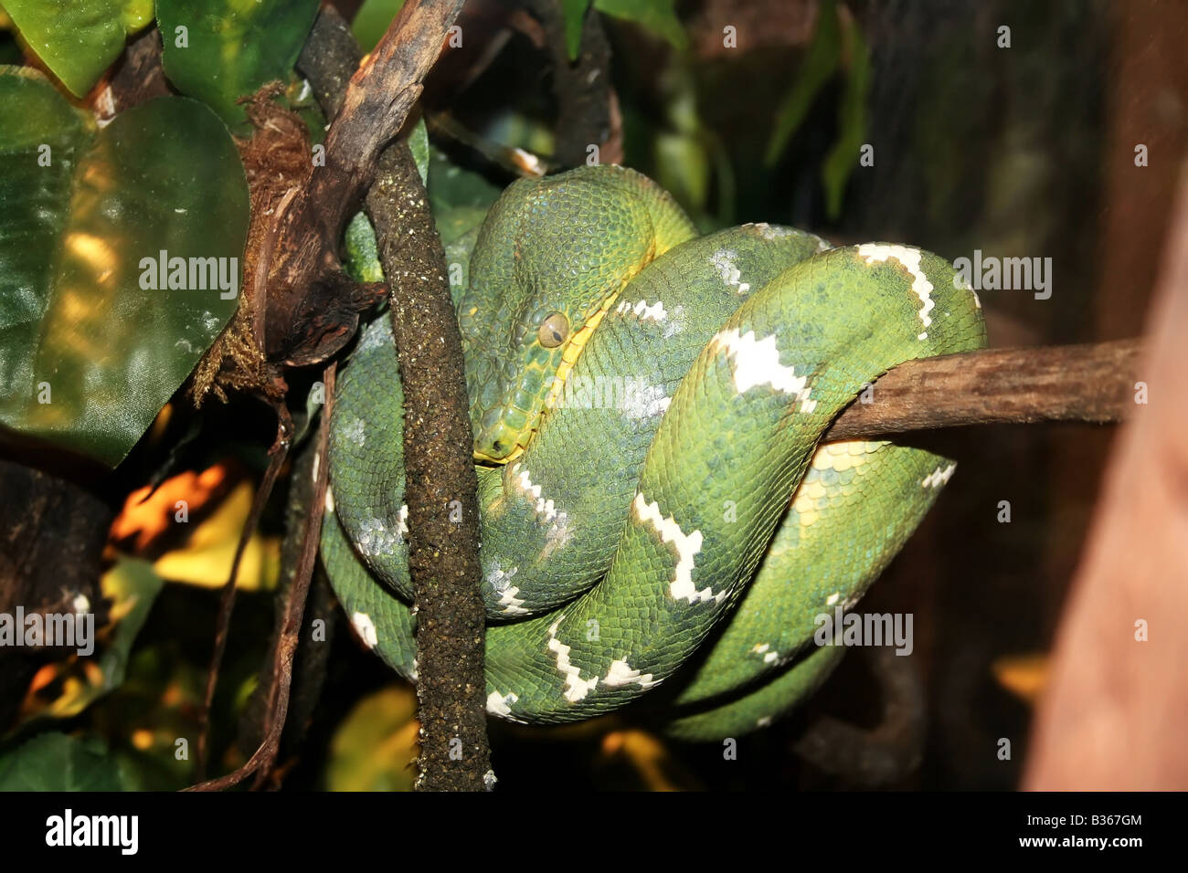 green tree boa wrappen on branch Stock Photo - Alamy