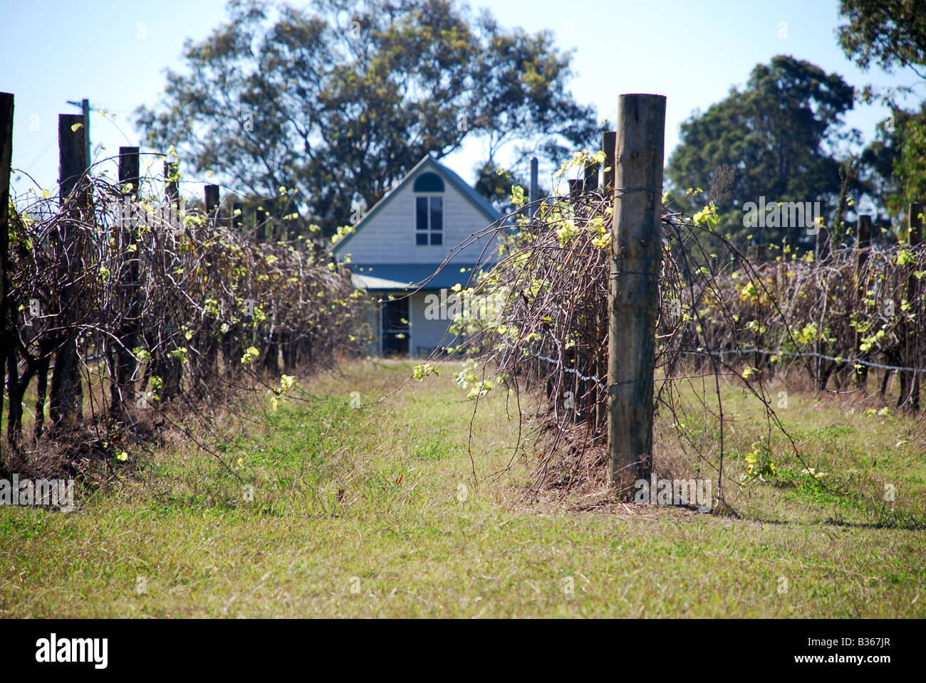 ROWS OF VINES HEADING TOWARDS SMALL COUNTRY COTTAGE Stock Photo - Alamy