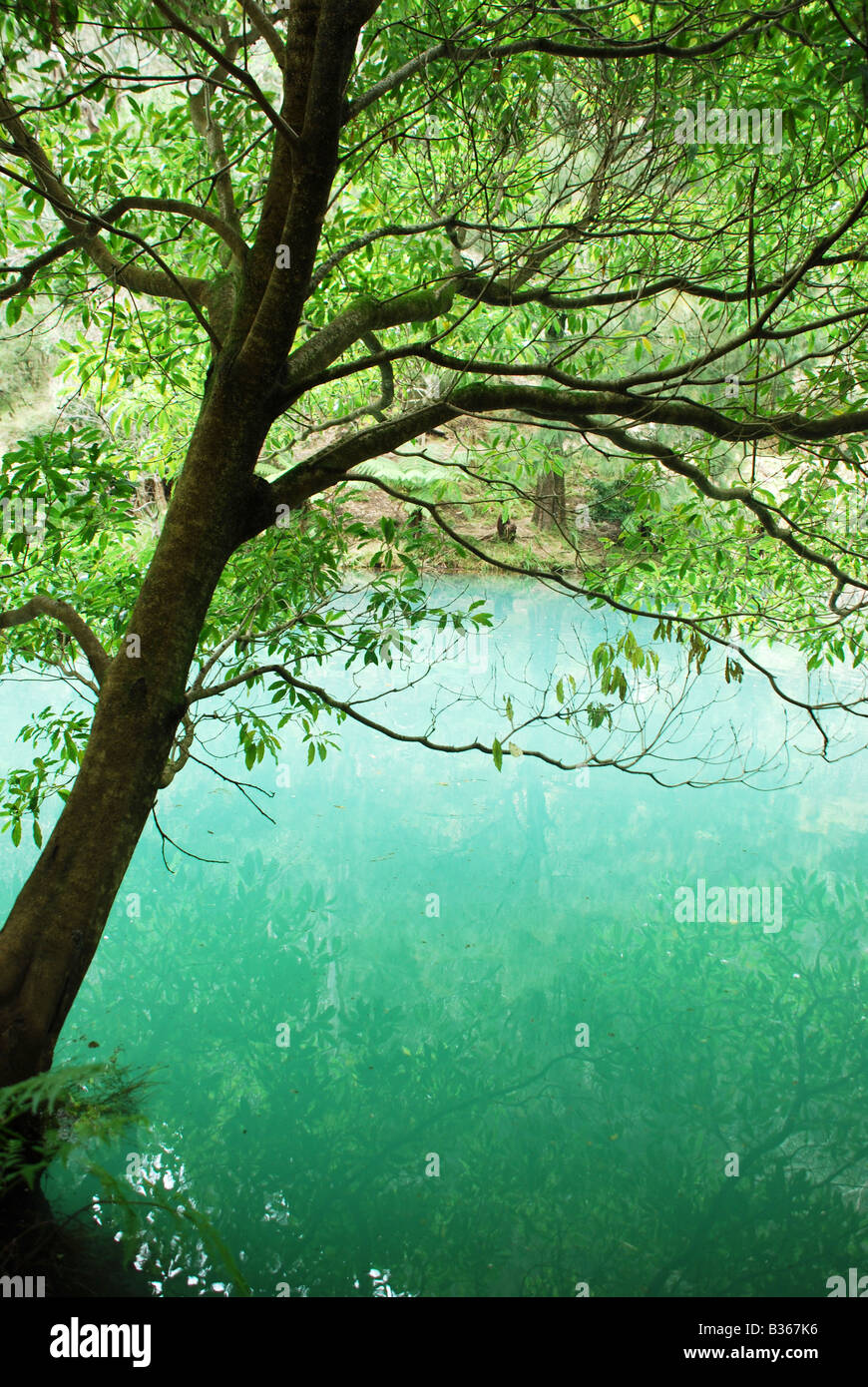 TREE OVER SMALL GREEN BLUE COLORED COLOURED POND Stock Photo - Alamy
