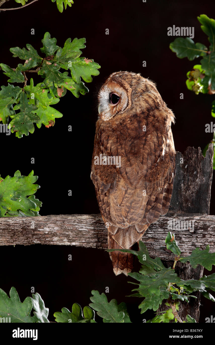 Tawney owl uk hi-res stock photography and images - Alamy