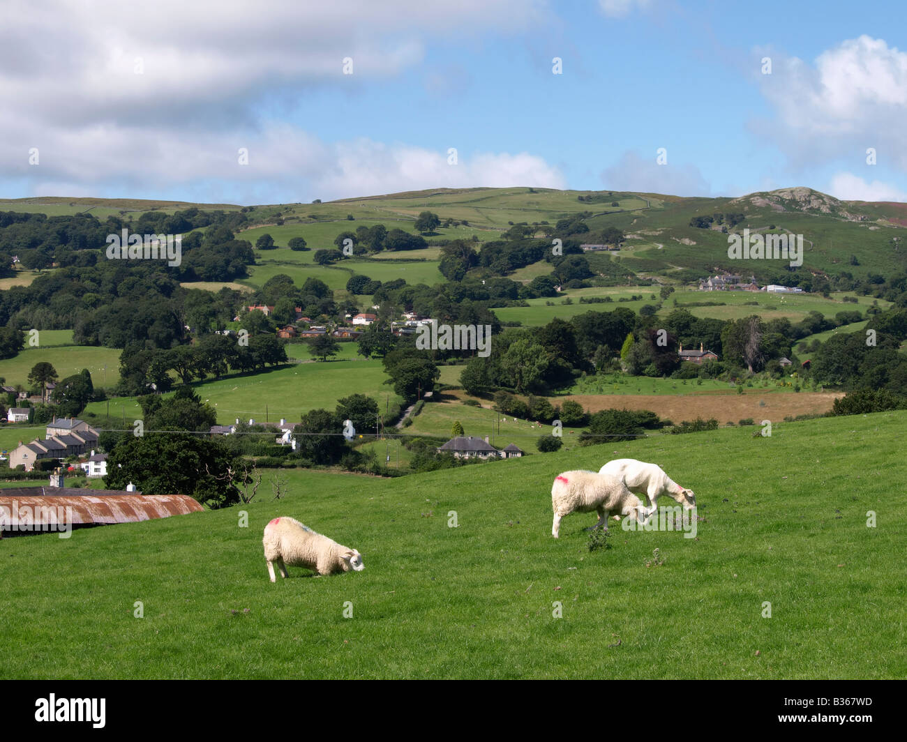 Sheep grazing on an organic Welsh farm Stock Photo - Alamy