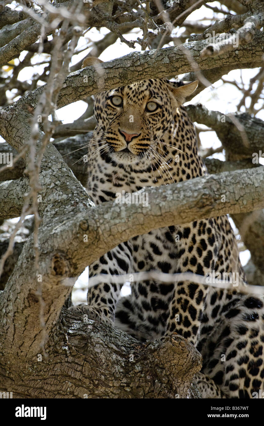 Low angle view of a Leopard (Panthera pardus), male standing on a tree ...