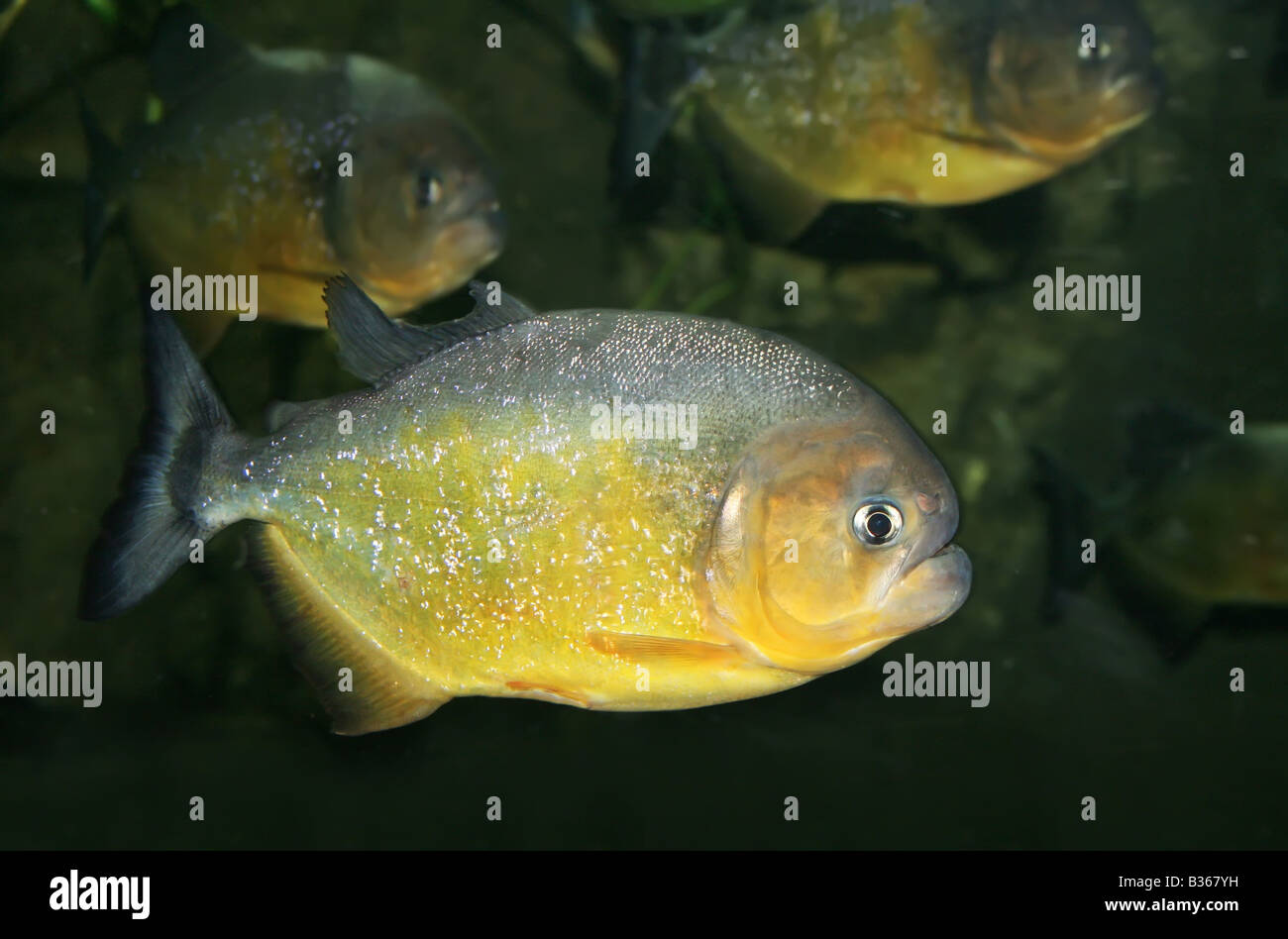 Piranhas swimming in large rocky area Stock Photo - Alamy