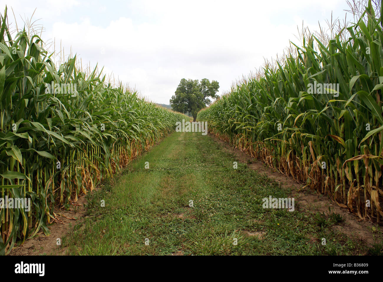 Road in Middle of a Cornfield Stock Photo - Alamy
