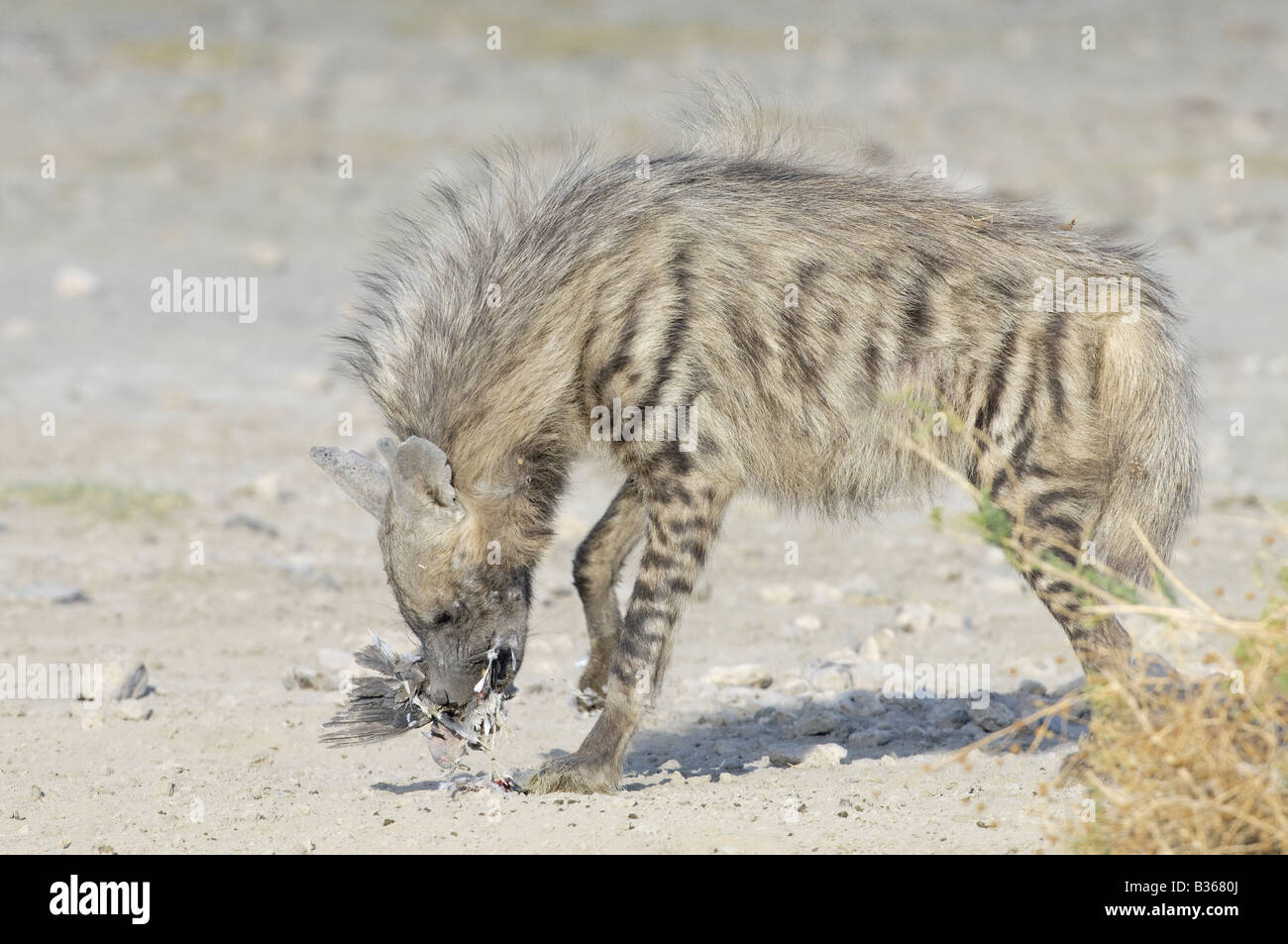 Striped hyena eating hi-res stock photography and images - Alamy