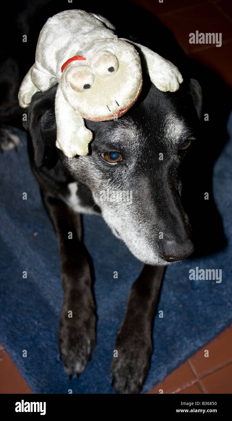 Frog dog hi-res stock photography and images - Alamy