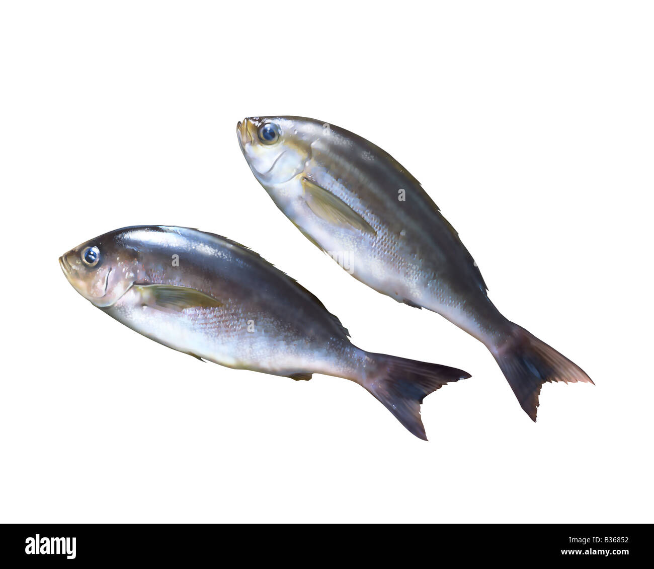 Grunt Cut Out Stock Images & Pictures - Alamy