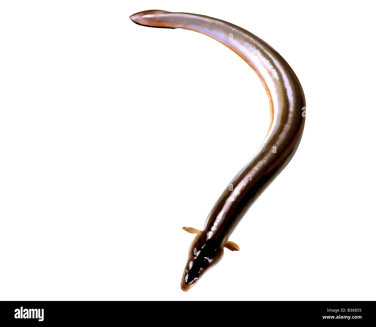 Eel illustration Cut Out Stock Images & Pictures - Alamy
