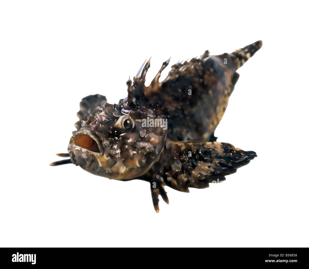 Stonefish Cut Out Stock Images & Pictures - Alamy