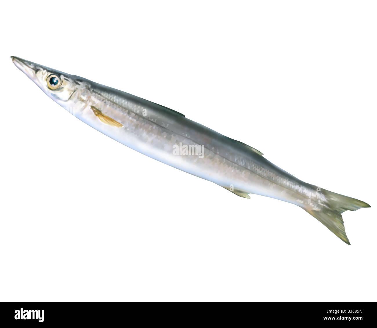Barracuda fish illustration image hi-res stock photography and images ...