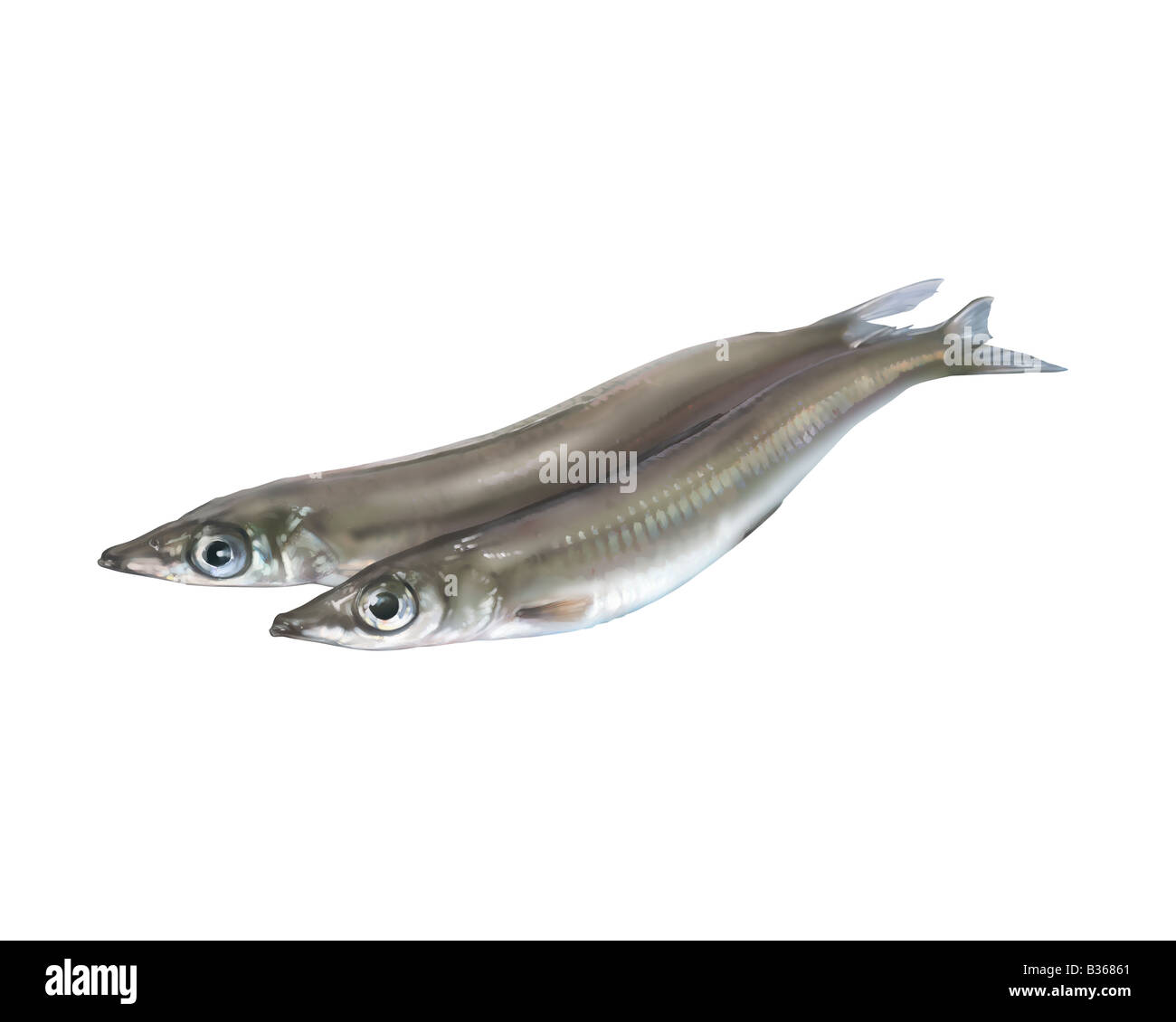 Sand borer hi-res stock photography and images - Alamy