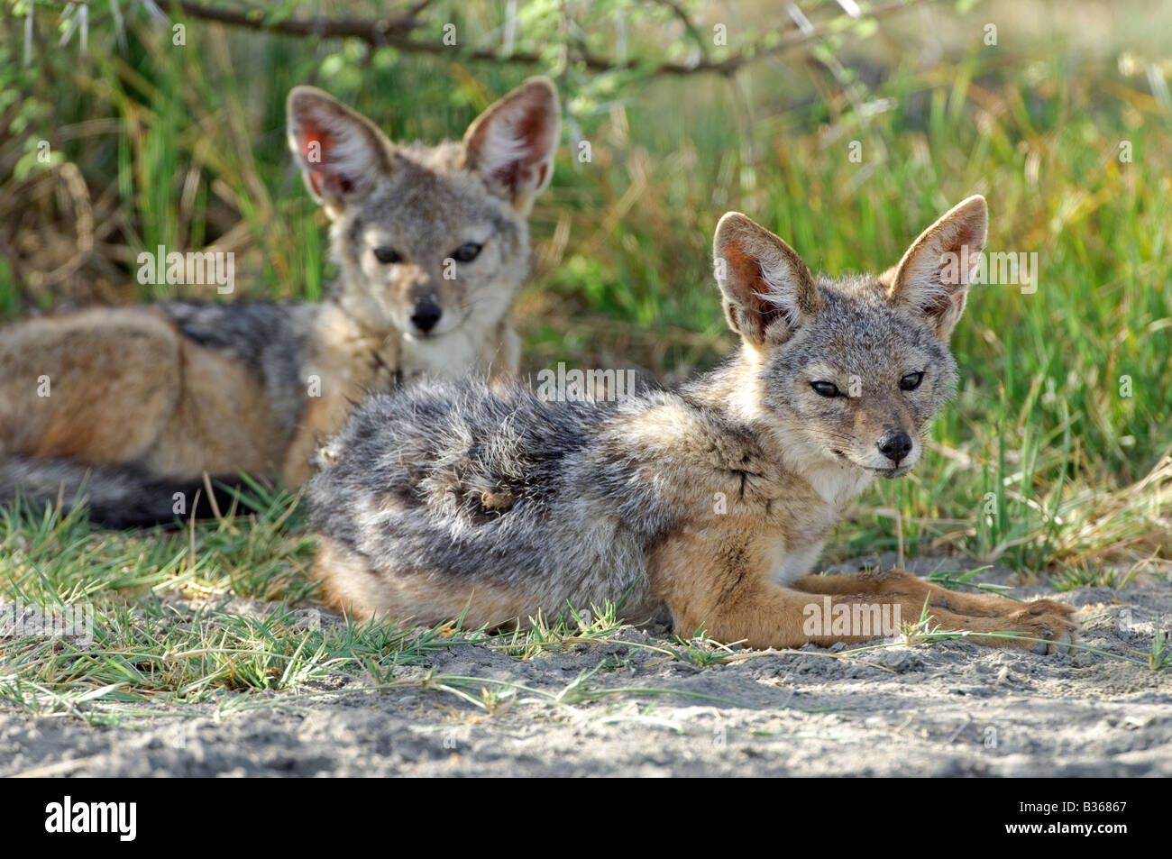 Black backed jackal pups hi-res stock photography and images - Alamy