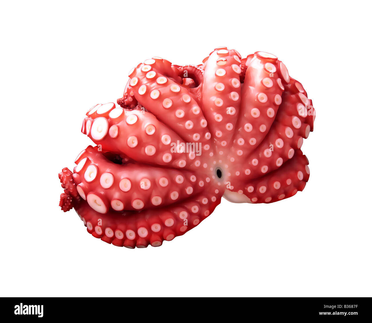 The octopus Cut Out Stock Images & Pictures - Alamy