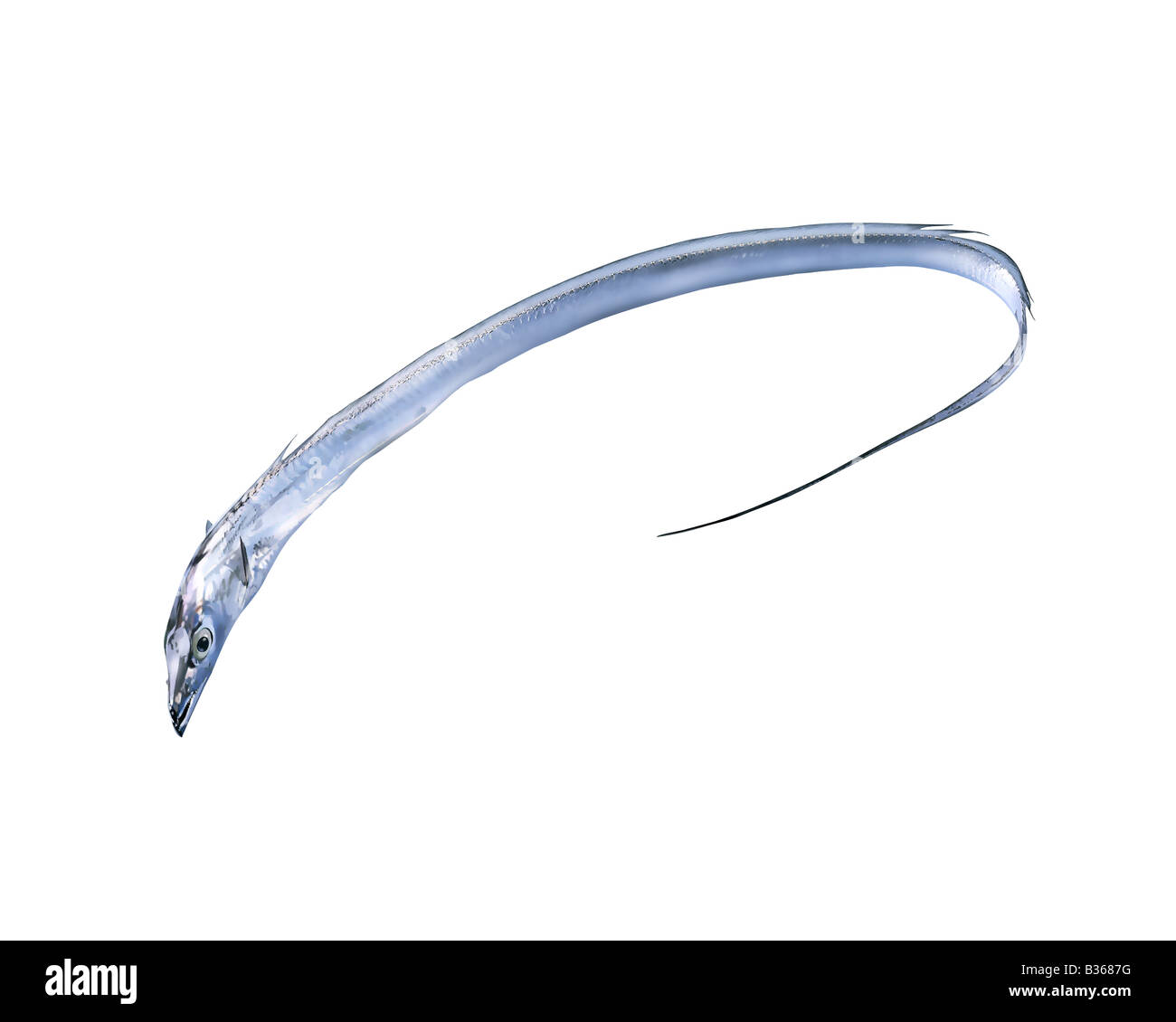 Cutlass fish hi-res stock photography and images - Alamy