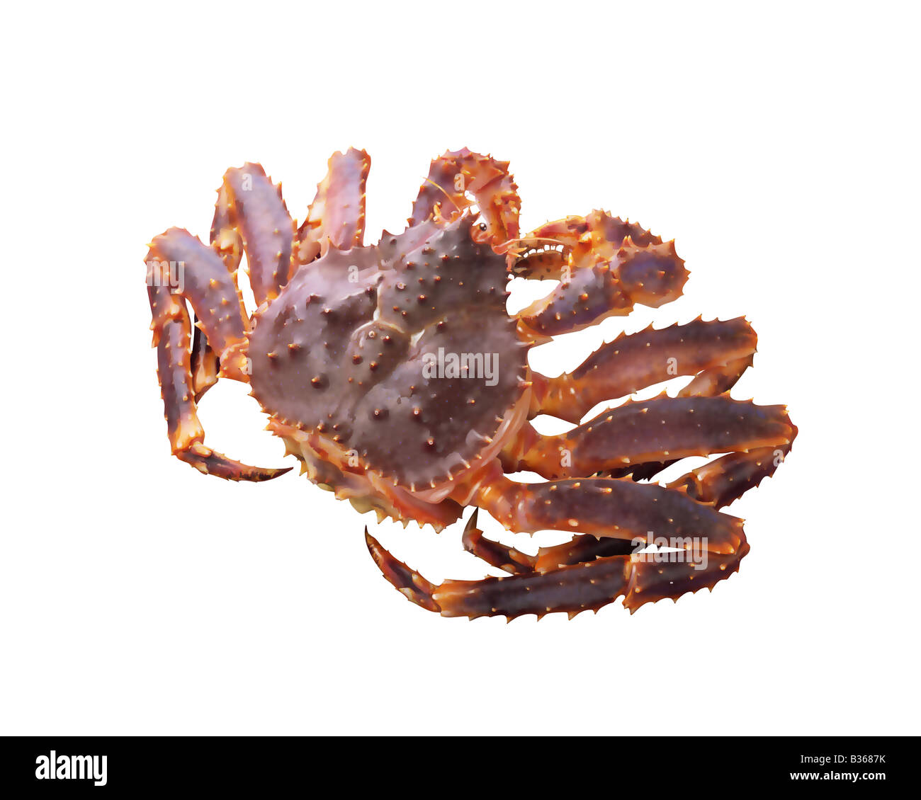 King crab Cut Out Stock Images & Pictures - Alamy