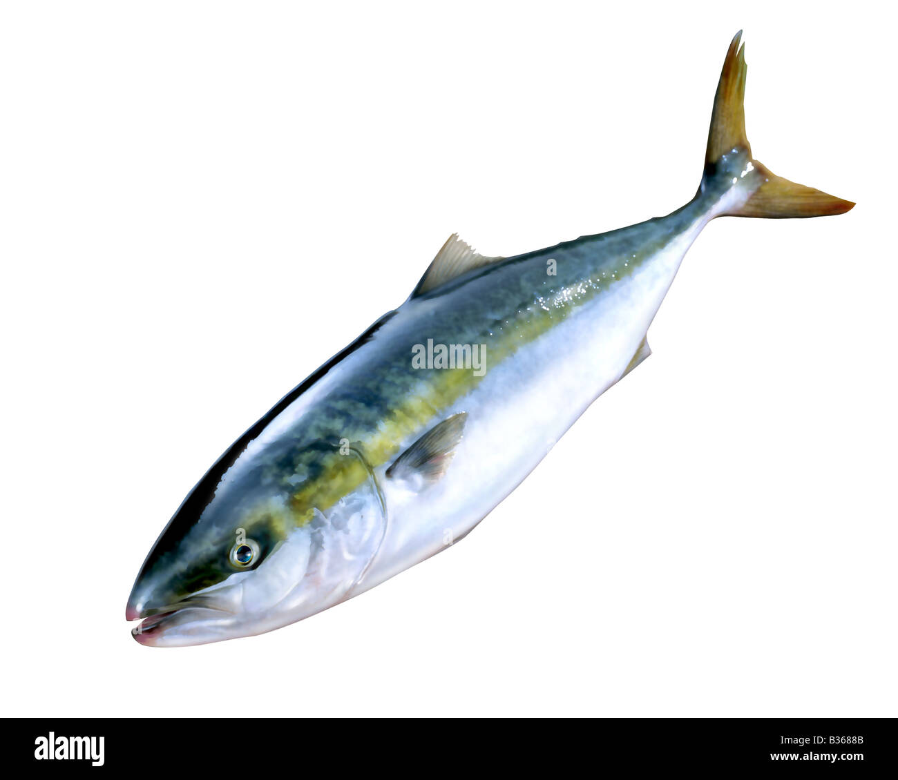 Five ray yellowtail hi-res stock photography and images - Alamy
