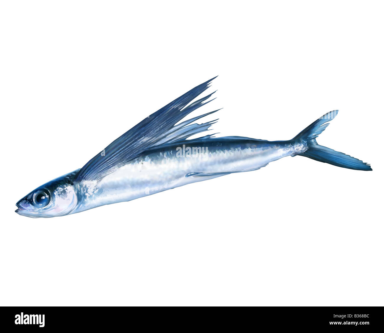 Flyingfish hi-res stock photography and images - Alamy