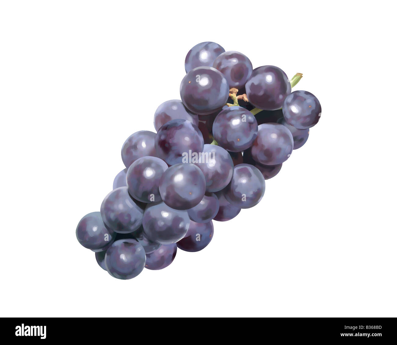 Black grape hi-res stock photography and images - Alamy