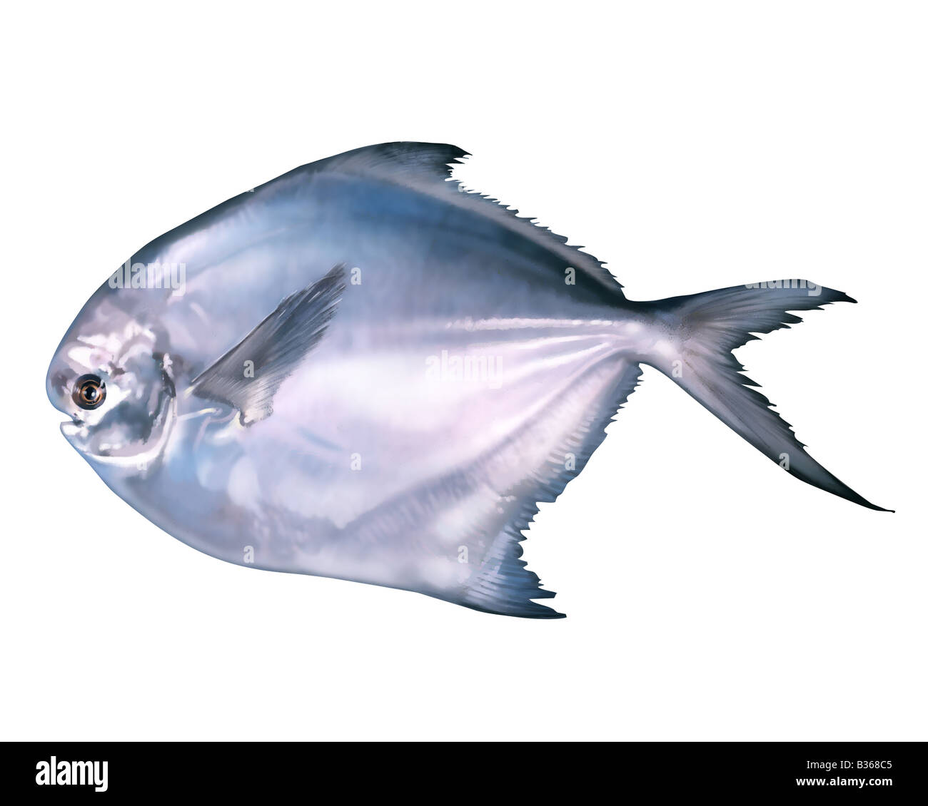 Bonito tuna Cut Out Stock Images & Pictures - Alamy