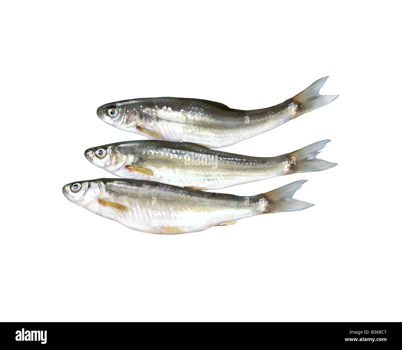 Moroko hi-res stock photography and images - Alamy