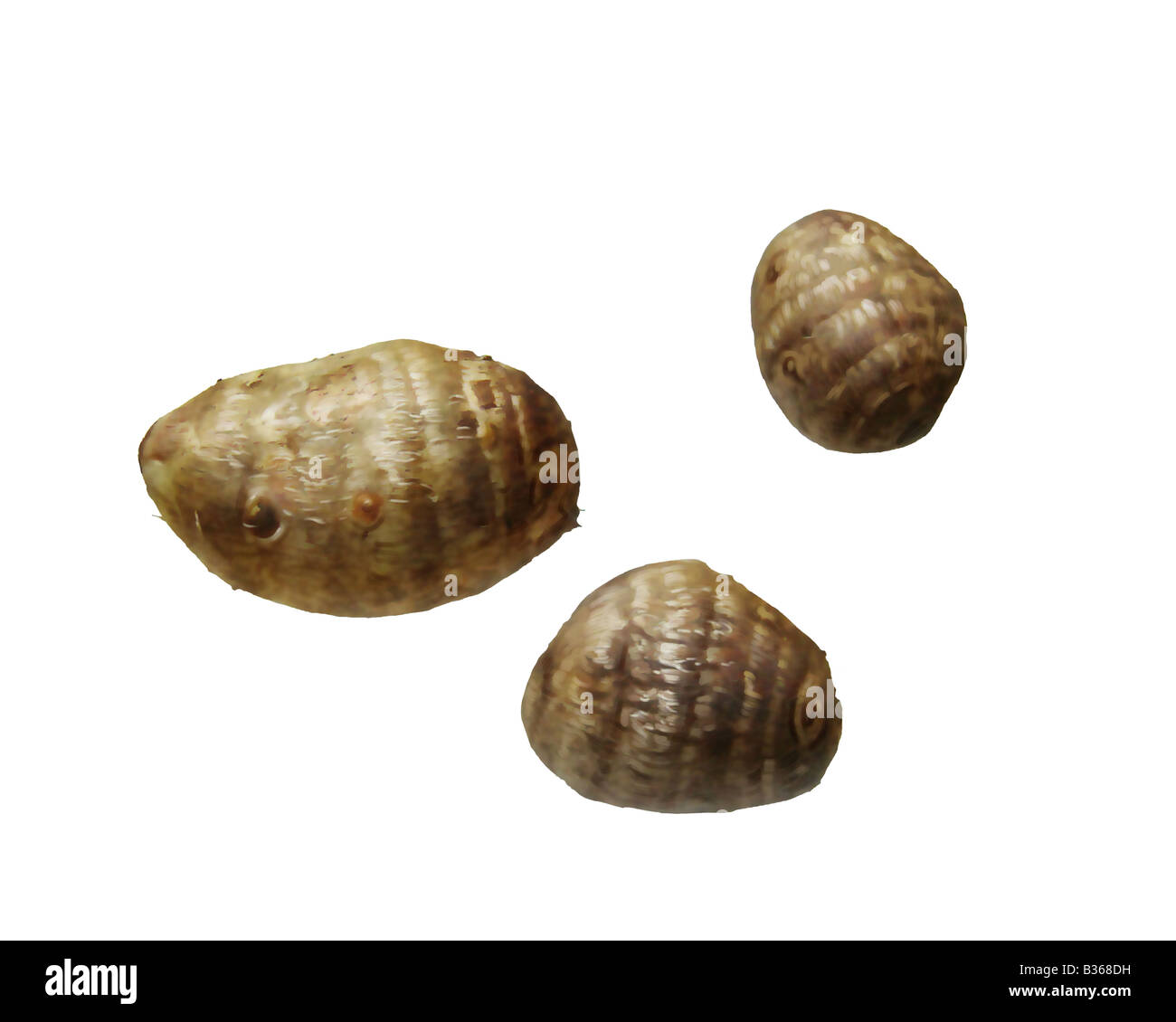 Taro Cut Out Stock Images & Pictures - Alamy