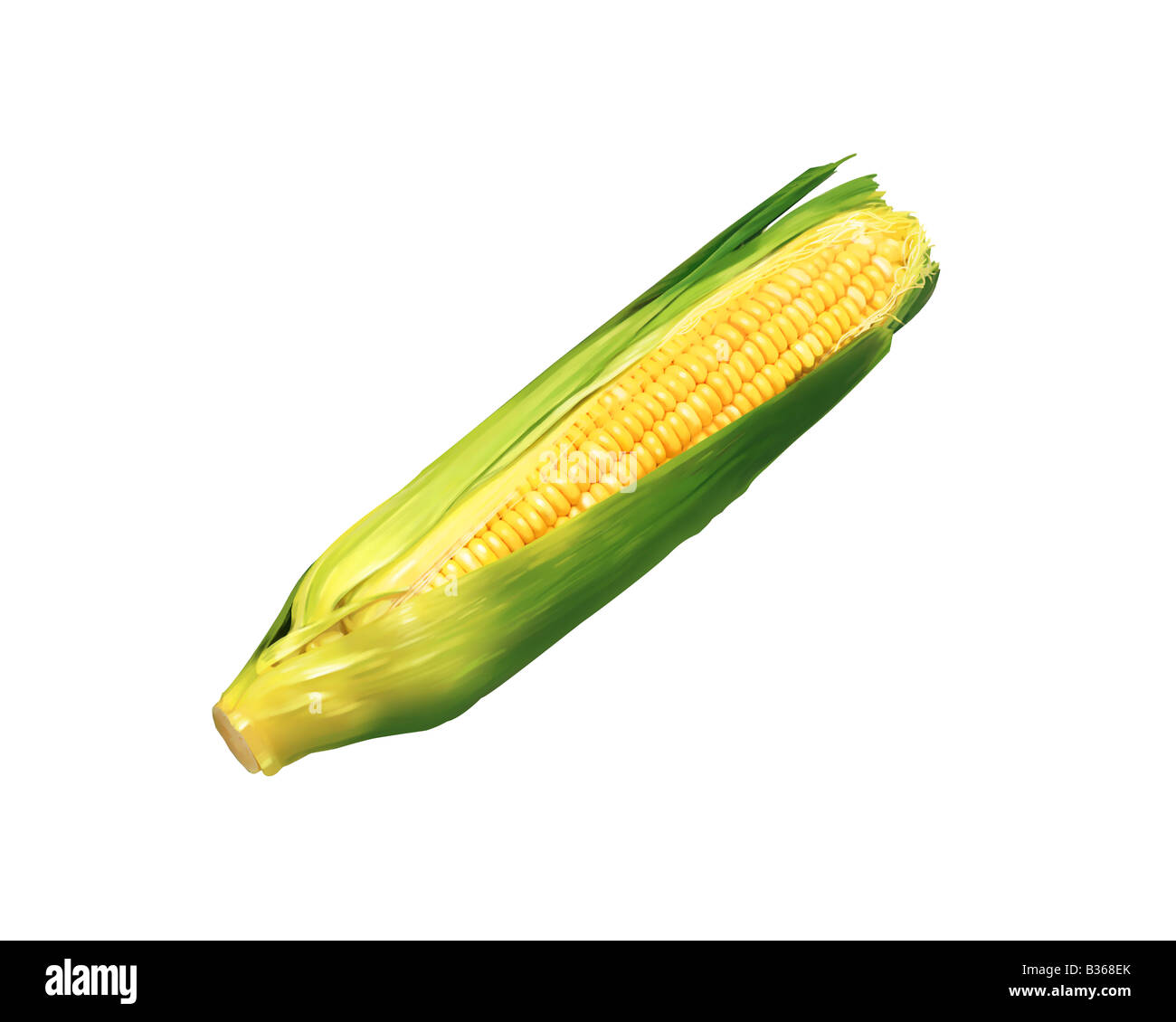 Corn illustration Cut Out Stock Images & Pictures - Alamy