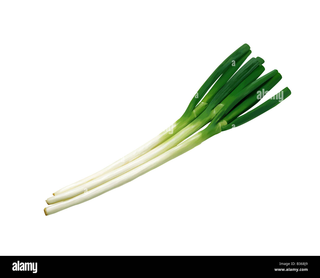 Spring onion illustration hi-res stock photography and images - Alamy